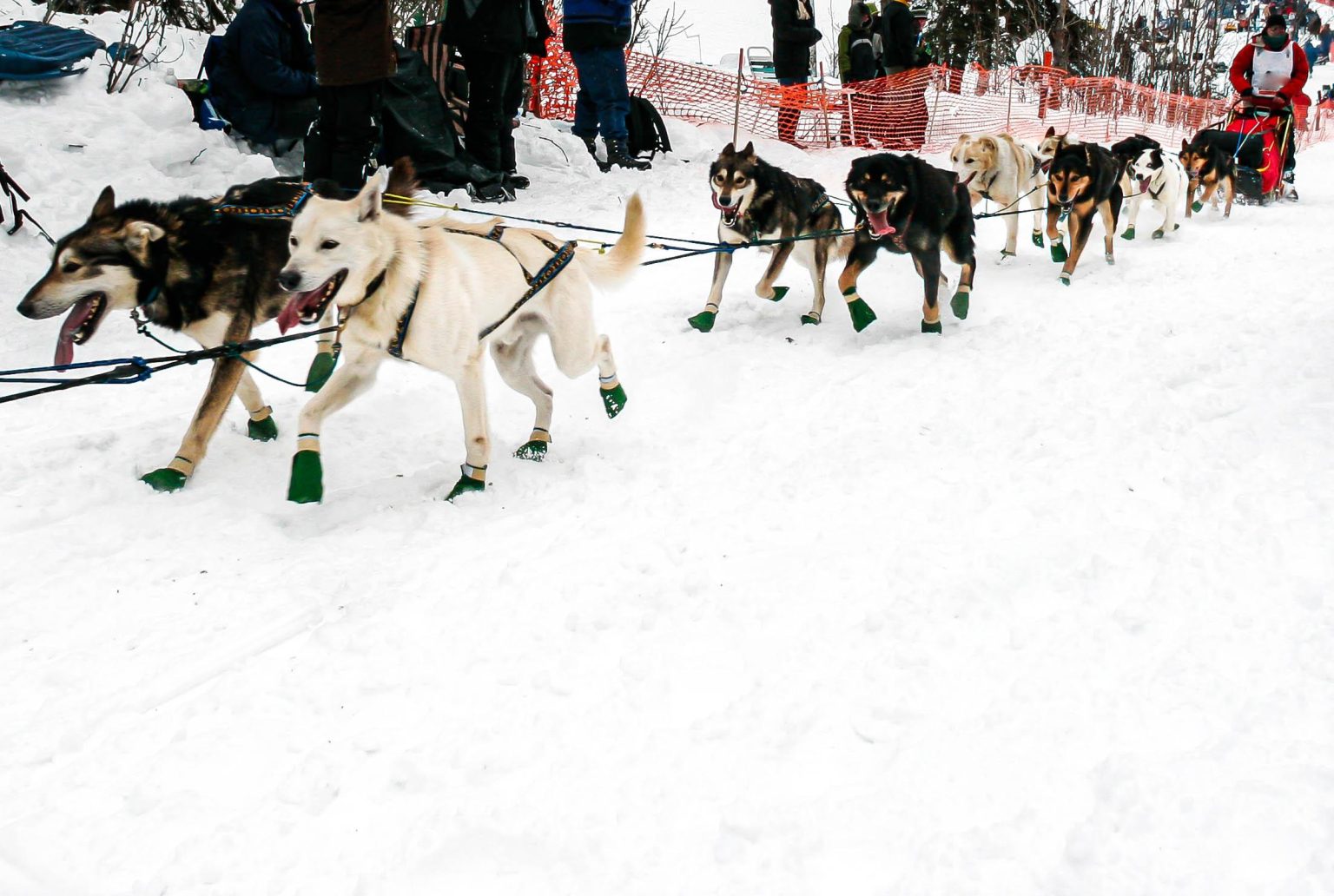 March Pet Holiday Guide | 2026 - Astro Loyalty