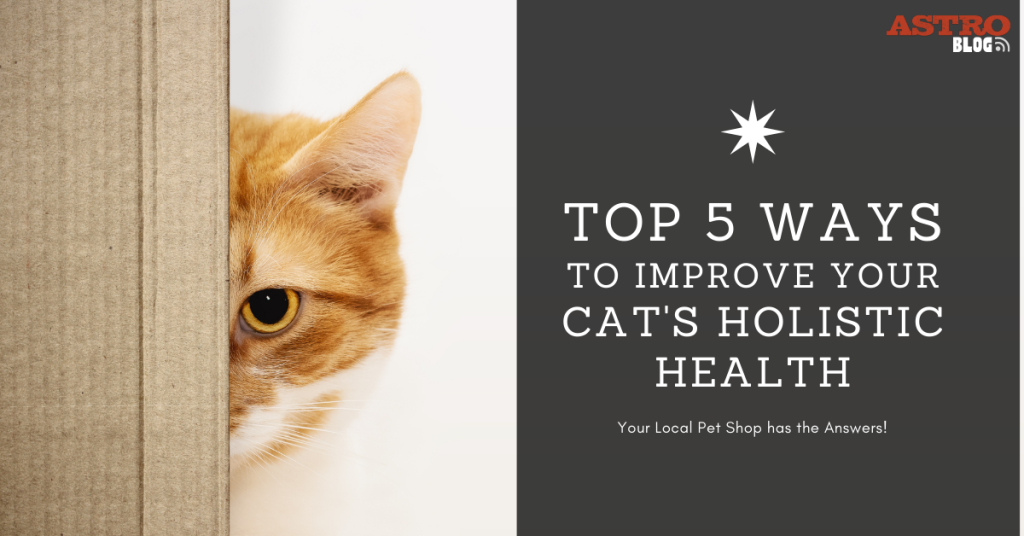 Top 5 Ways to Improve Your Cat's Holistic Health - Astro Loyalty