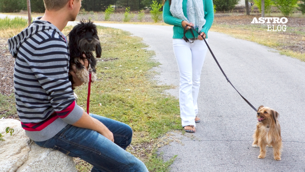 6 Tips for Introducing a New Puppy to Your Dog - Astro Loyalty