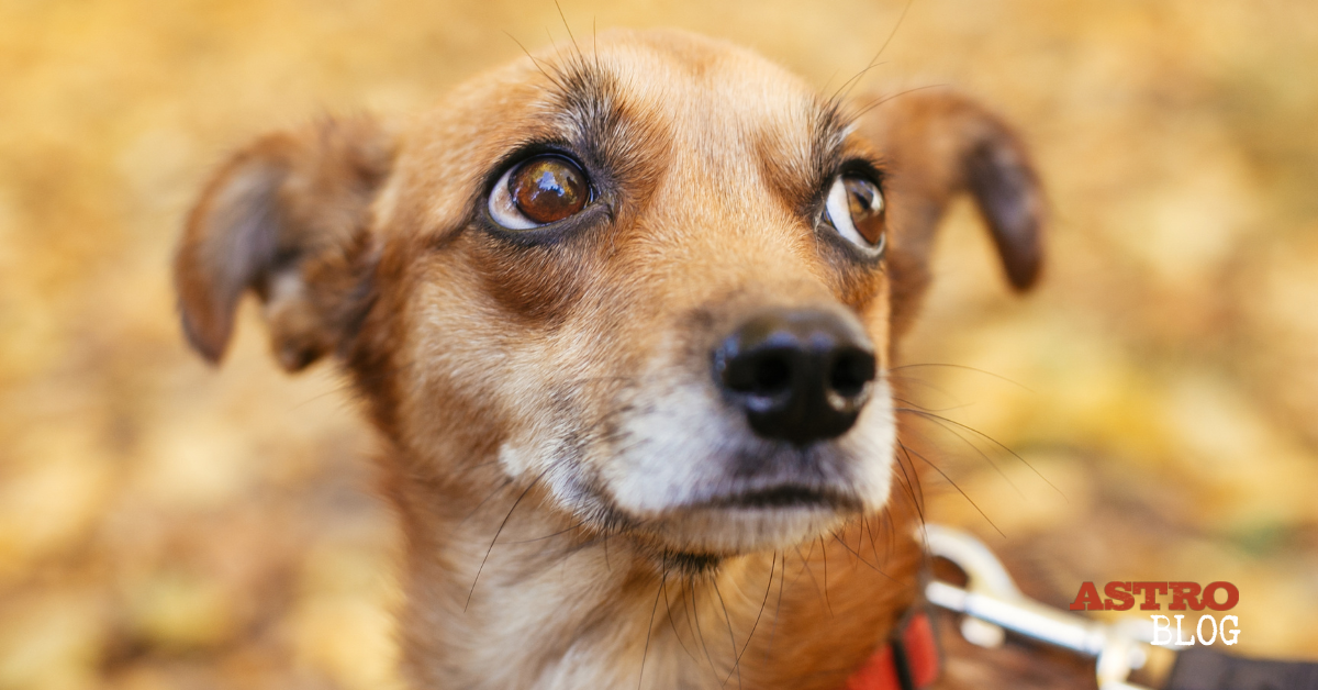 Learning About Dog Body Language During National Dog Week - Astro Loyalty