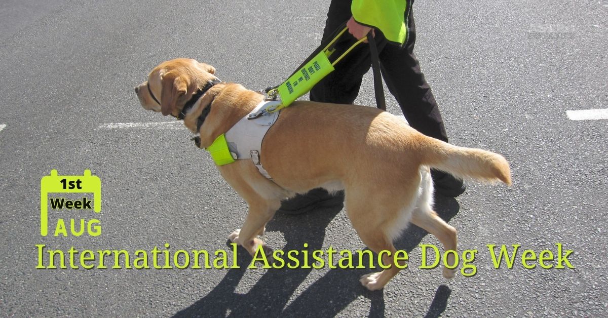 August Pet Holiday Guide: Your Complete Checklist - Astro Loyalty