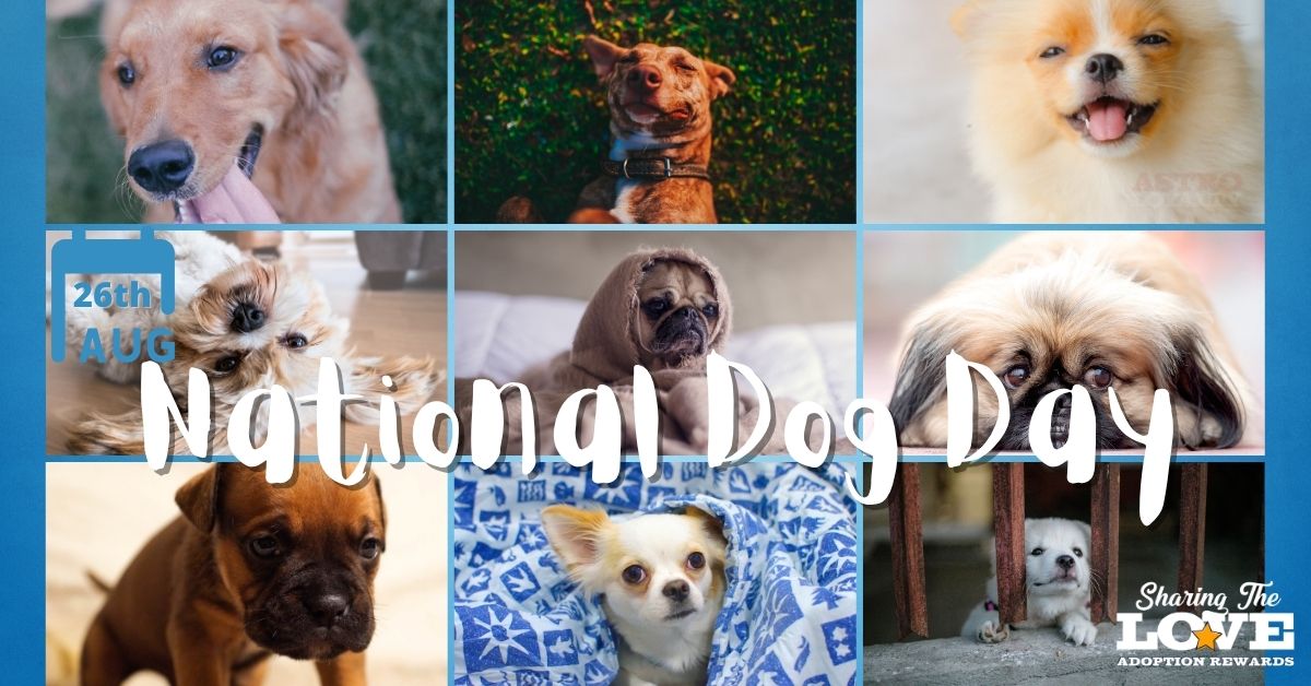 August Pet Holiday Guide: Your Complete Checklist - Astro Loyalty
