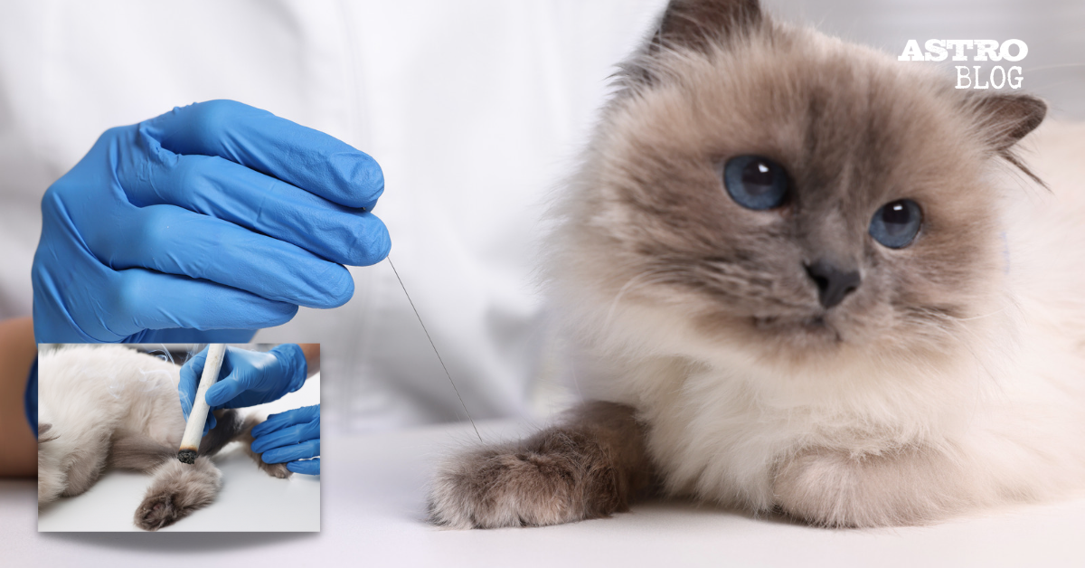What to Know About Acupuncture for Pets - Astro Loyalty