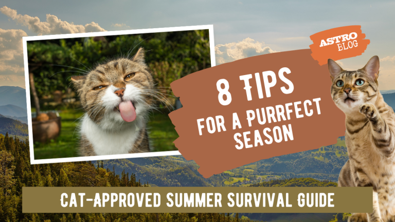 Cat-Approved Summer Survival Guide: 8 Tips for a Purrfect Season ...