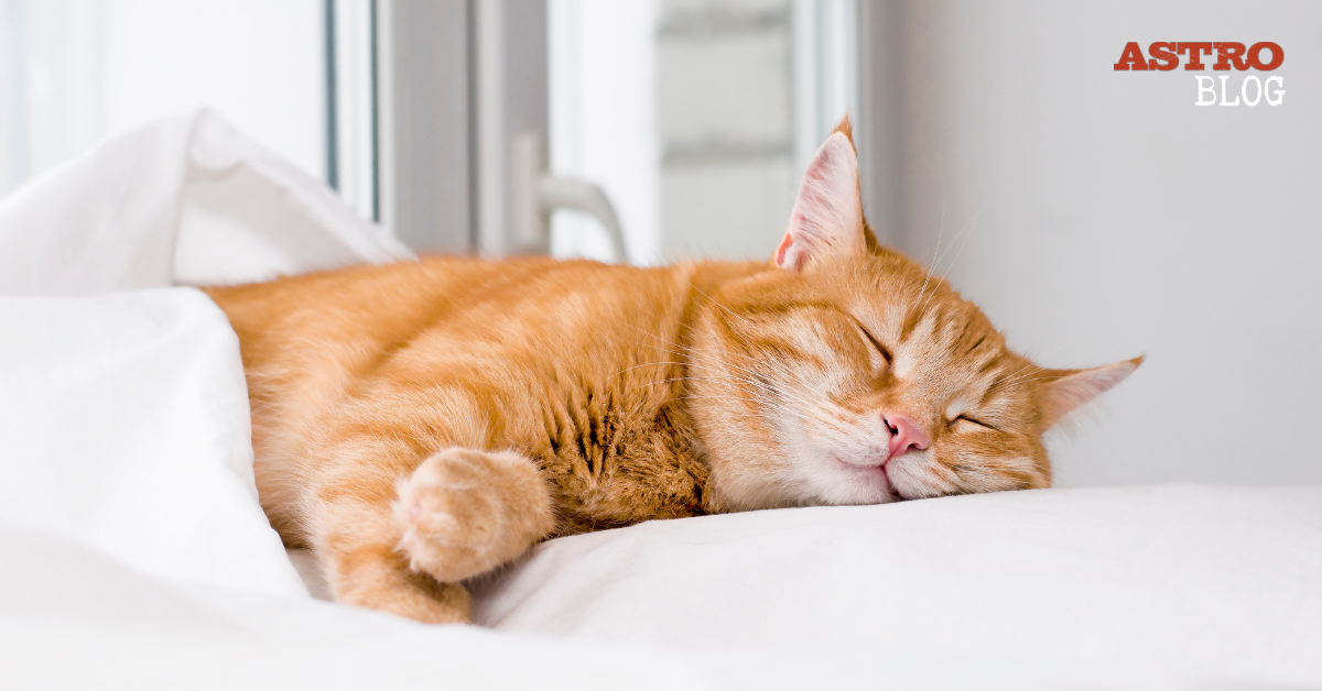 4 Fun Facts About Cats for National Cat Lovers Month - Astro Loyalty