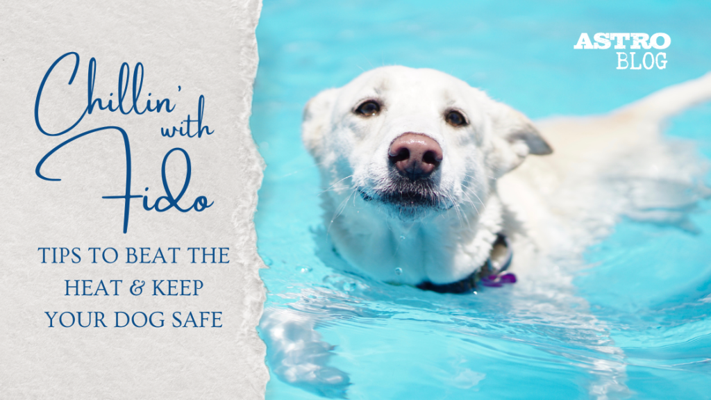 Chilling with Fido: Tips to Beat the Heat and Keep Your Dog Safe ...
