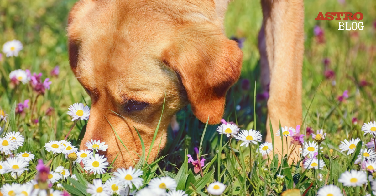 Understanding Your Dog's Senses - Astro Loyalty