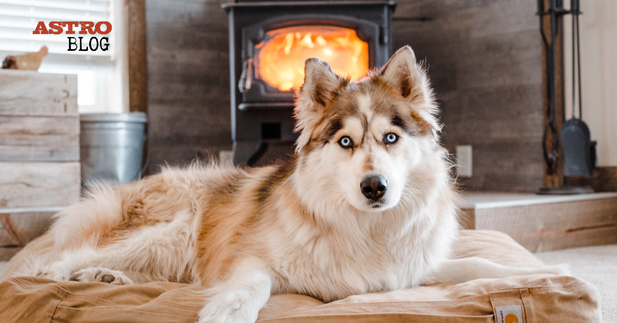 3 Ways to Keep Your Pup Warm in the Dog Days of Winter - Astro Loyalty