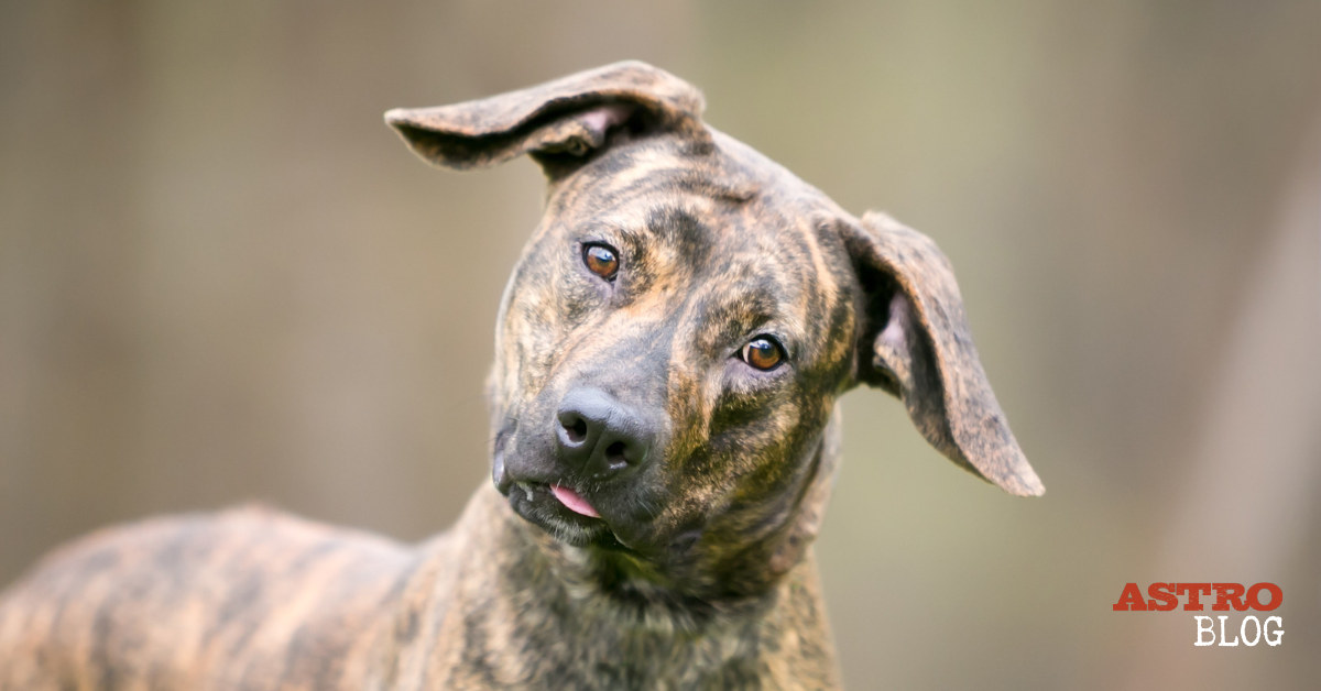 Understanding Your Dog's Senses - Astro Loyalty