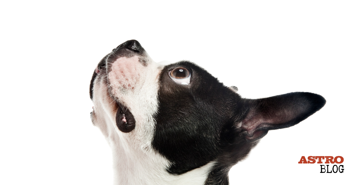 Understanding Your Dog's Senses - Astro Loyalty