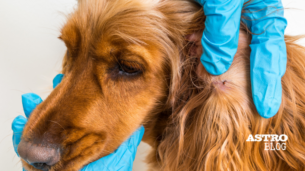 Tick Defense 101: Unleash the Secrets to a Tick-Free Summer! - Astro ...