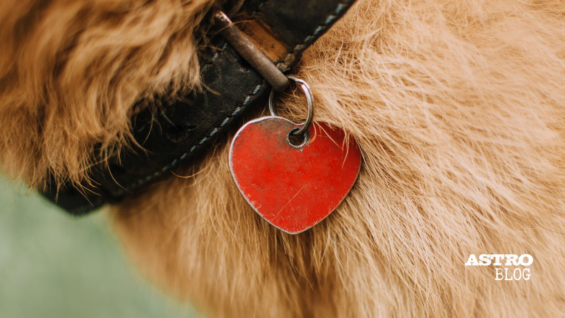 Pawsitively Cool Summer Marketing Ideas for Your Local Pet Shop - Astro ...