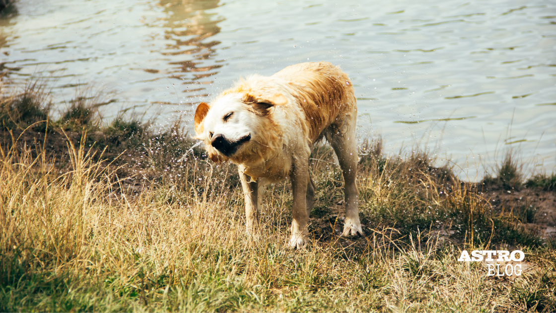 Pawsitively Cool Summer Marketing Ideas for Your Local Pet Shop - Astro ...