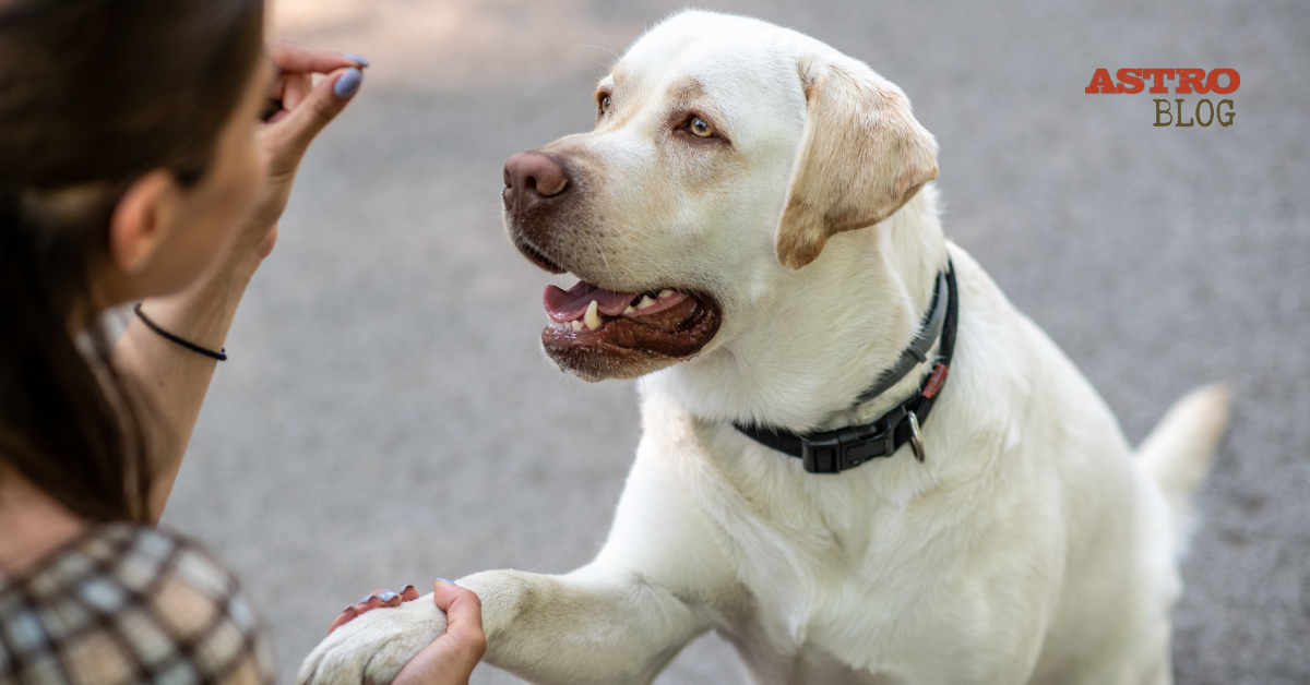 Common Dog Training Methods and Their Pros and Cons - Astro Loyalty