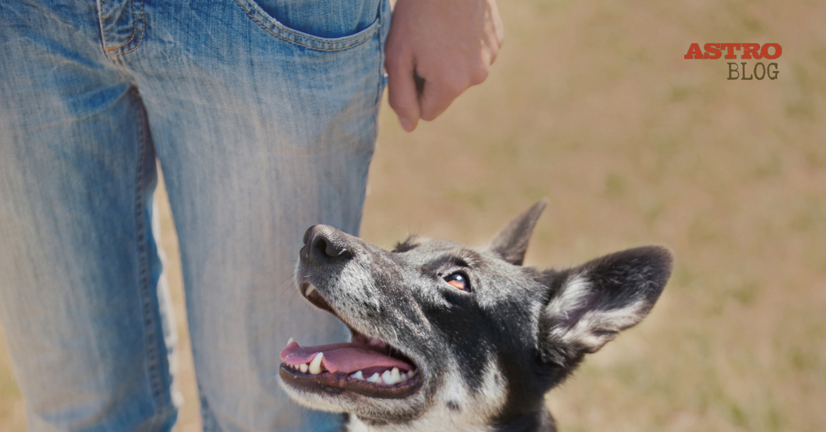 Common Dog Training Methods and Their Pros and Cons - Astro Loyalty