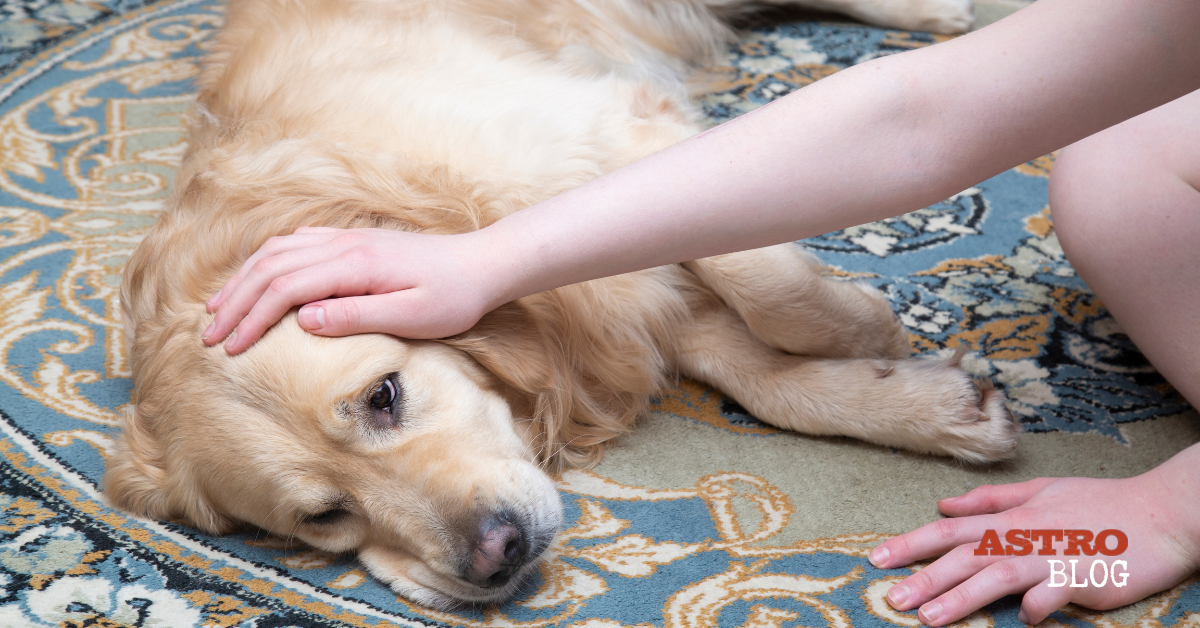 Learning About Dog Body Language During National Dog Week - Astro Loyalty