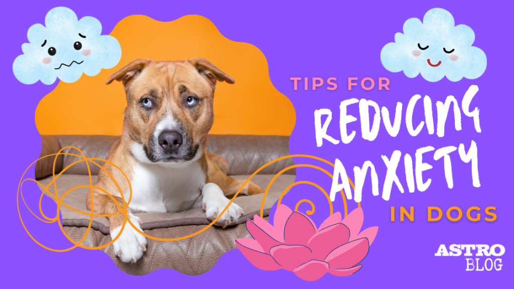 Tips for Reducing Anxiety in Dogs - Astro Loyalty