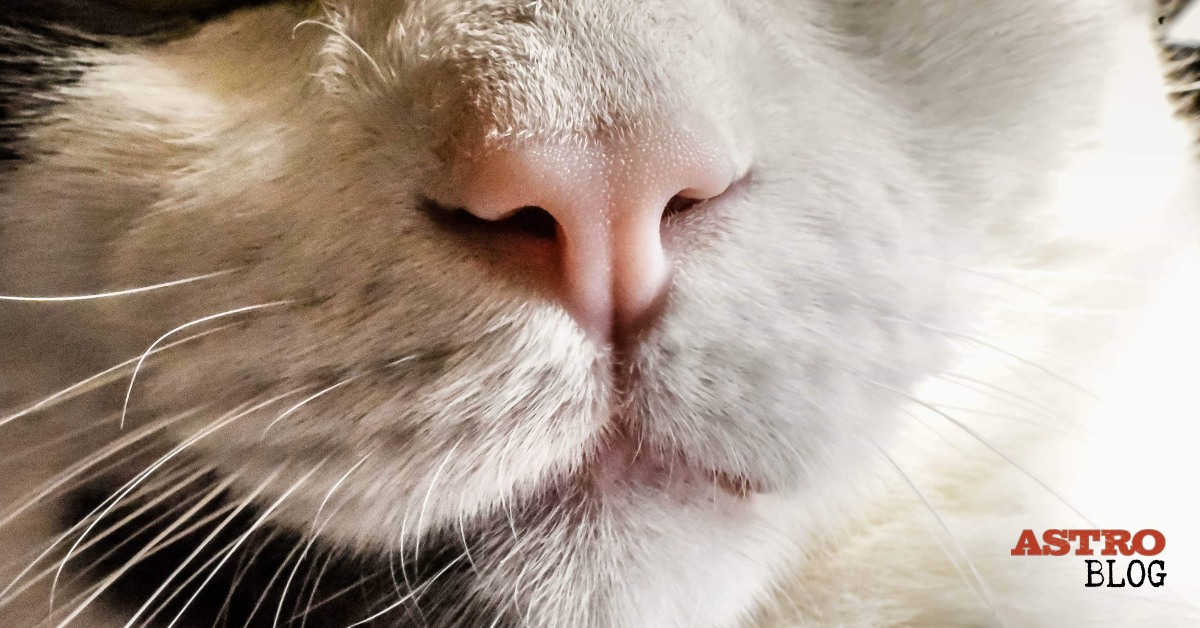 4 Fun Facts About Cats for National Cat Lovers Month - Astro Loyalty